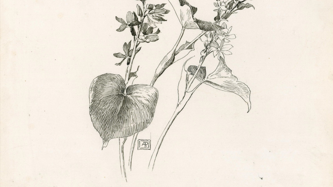 Botanical drawing | Royal Academy of Arts