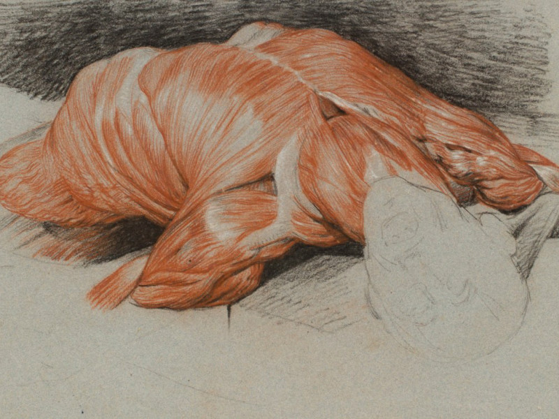 The artist at the dissection table with Sarah Simblet | Royal Academy ...