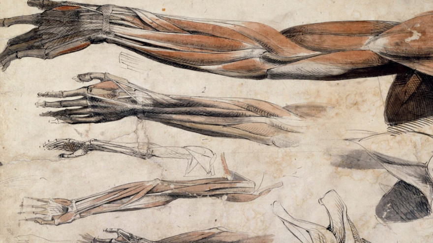 Anatomical drawing Royal Academy of Arts